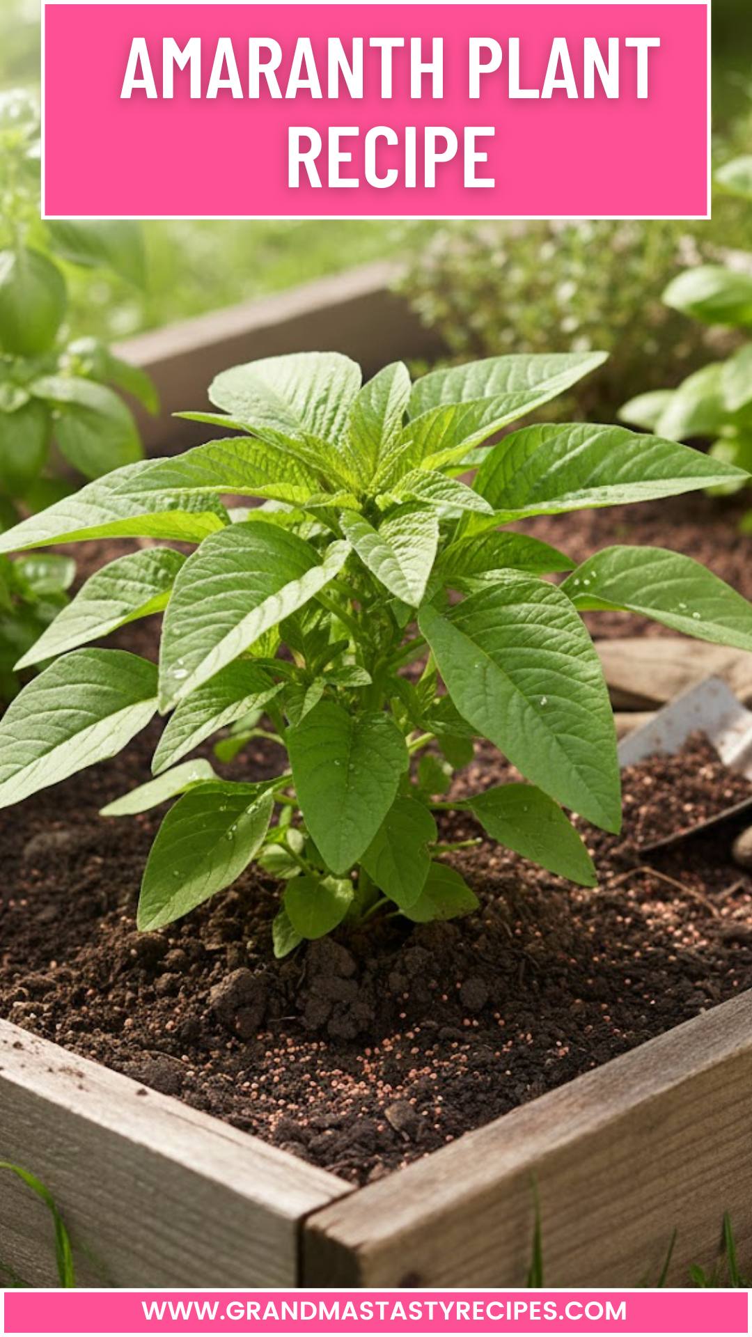 Amaranth Plant Recipe - Grandma's Tasty Recipes